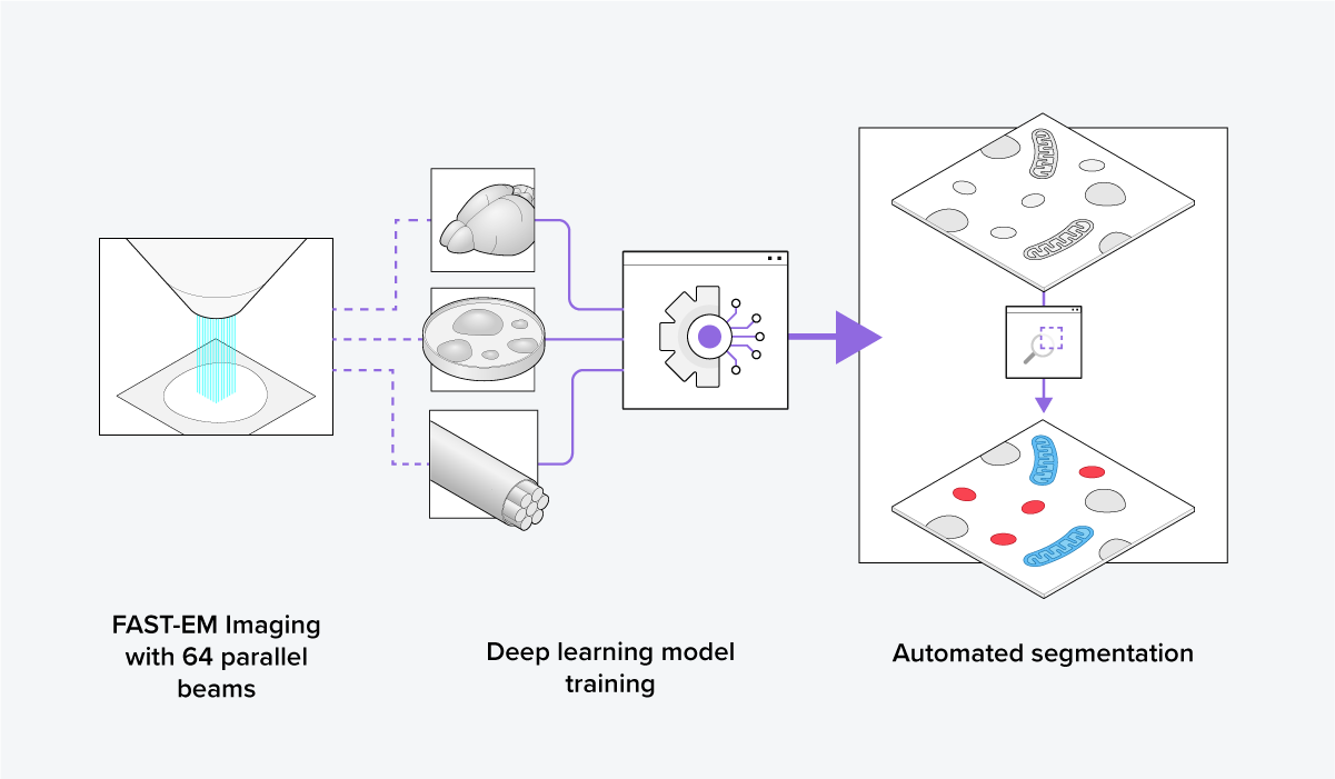 Volume Electron Microscopy: Towards Automatic Organelle Segmentation